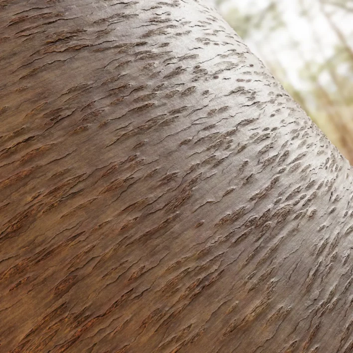 Young Japenese Cherry Bark