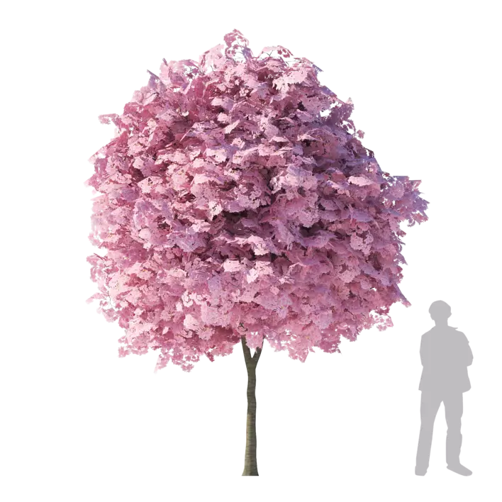 Japanese Cherry Tree 3d model