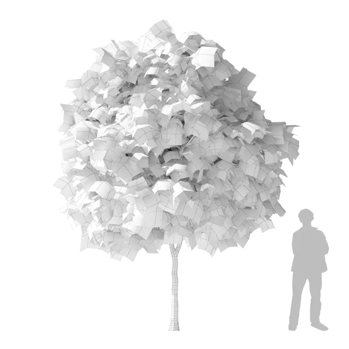 Japanese Cherry Tree 3d model