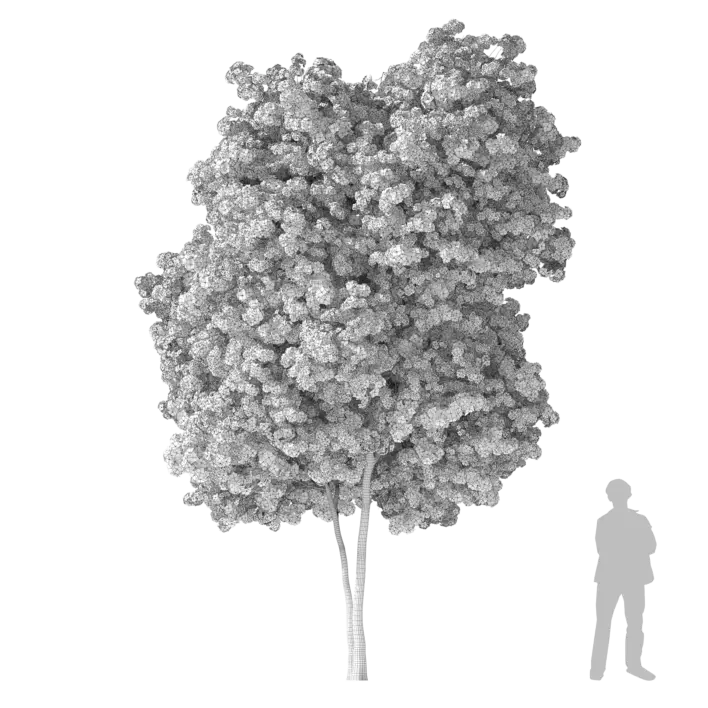 Japanese Cherry Tree 3d model