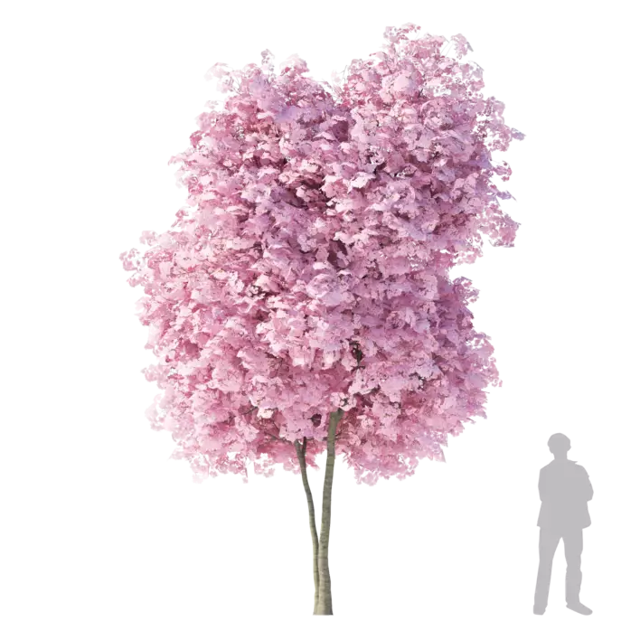 Japanese Cherry Tree 3d model