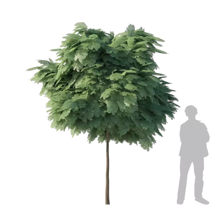 Silk Tree 3d model