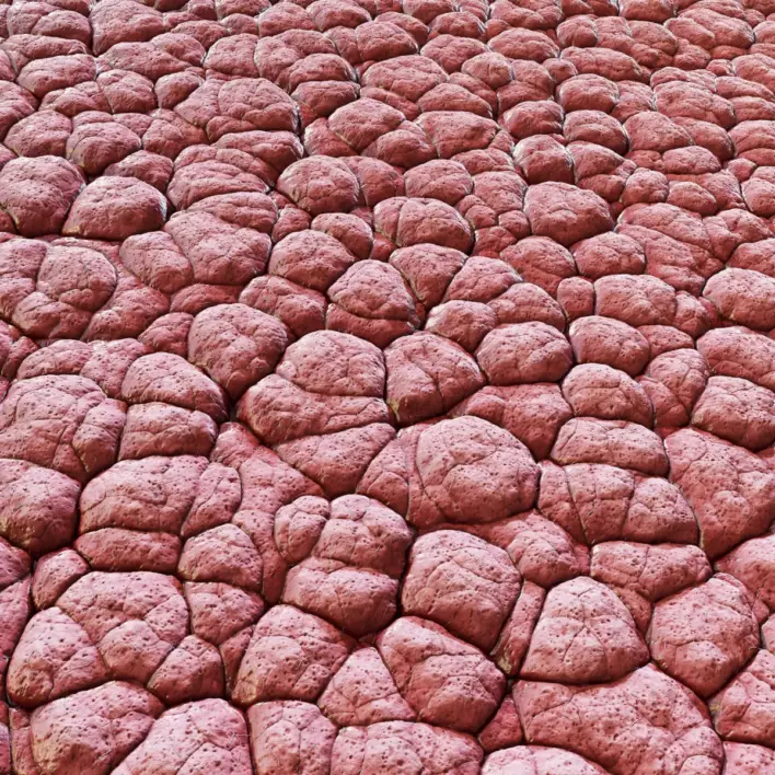 Brain Guts PBR Texture